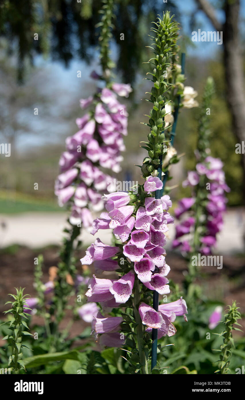 Foxgloves in bloom Stock Photo - Alamy