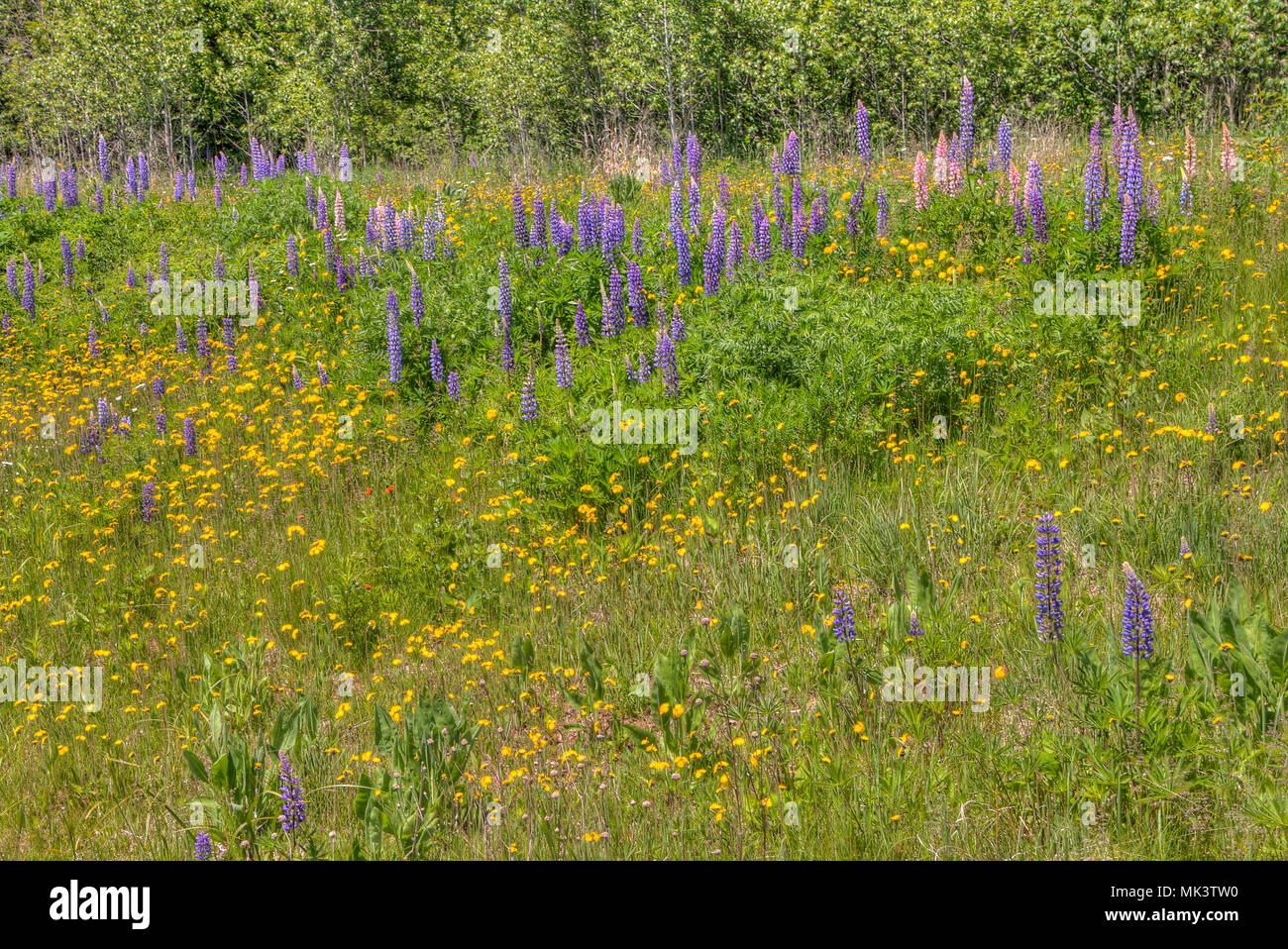 Lupines blooming in Northern Minnesota during June Stock Photo - Alamy
