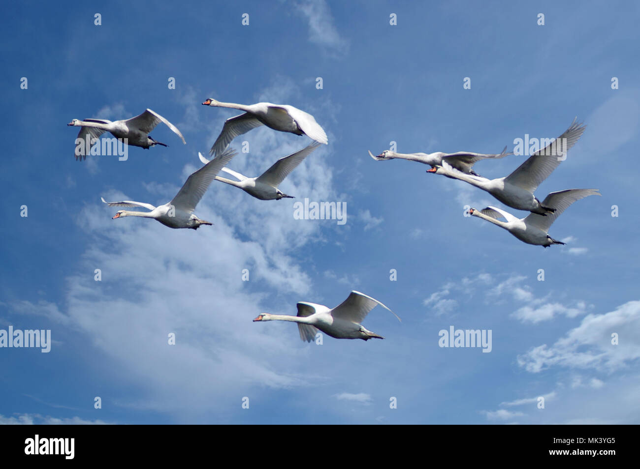Group of white swans flying Stock Photo - Alamy