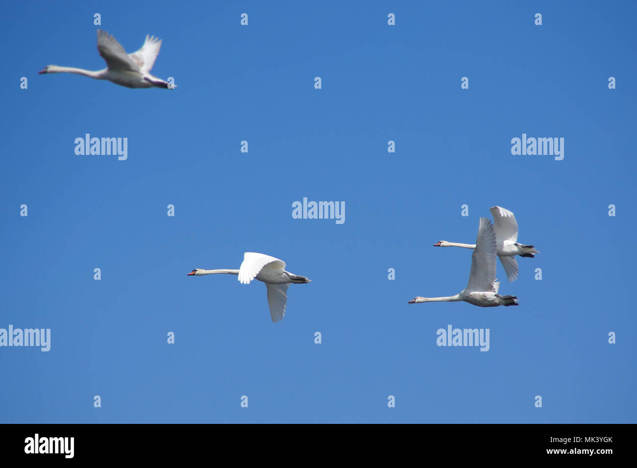 Formation of swan hi-res stock photography and images - Alamy
