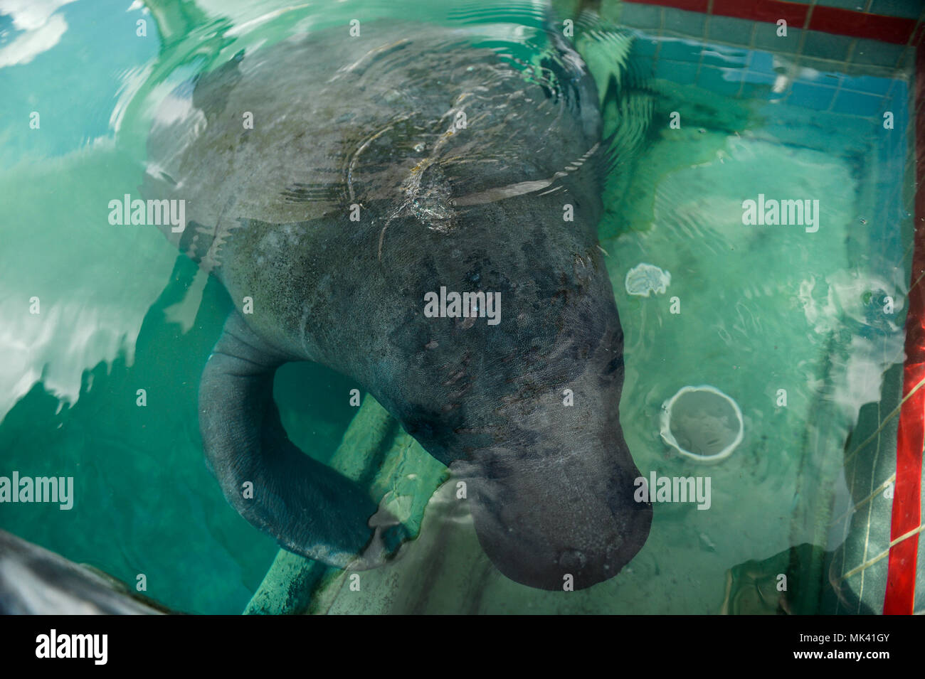 Guacara, a 12-year-old manatee rescued from Fla., plays in his tank ...