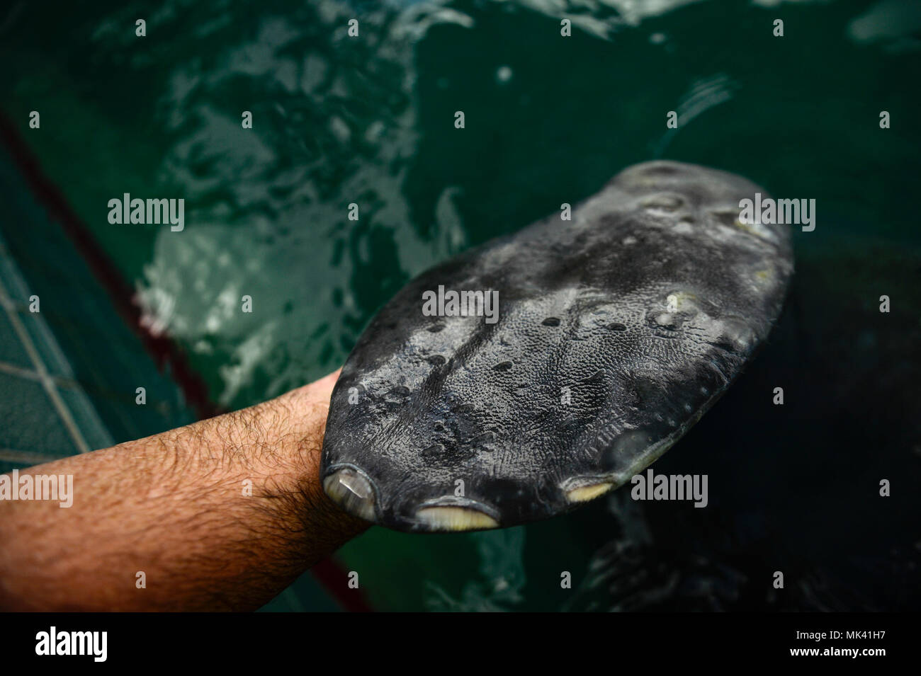 Dr. Antonio Mignucci, a biological oceanographer specializing in the ...