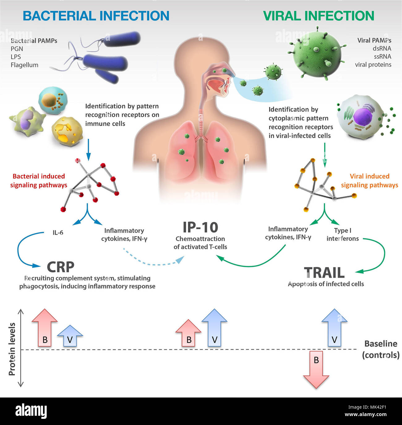Biomarkers hi-res stock photography and images - Alamy