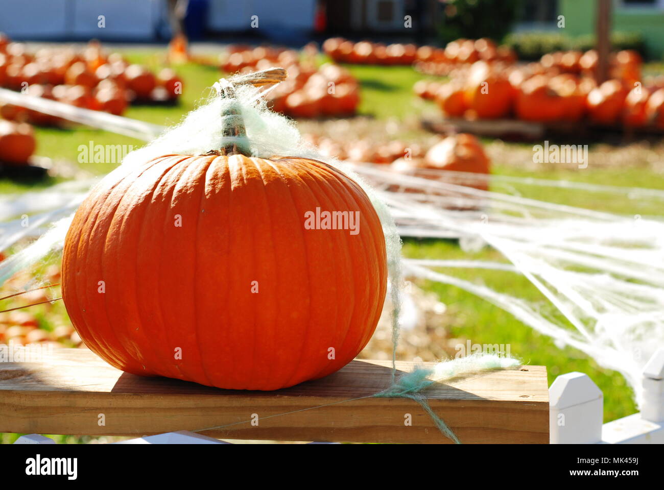Halloween Pumpkin Patch Stock Photo - Alamy