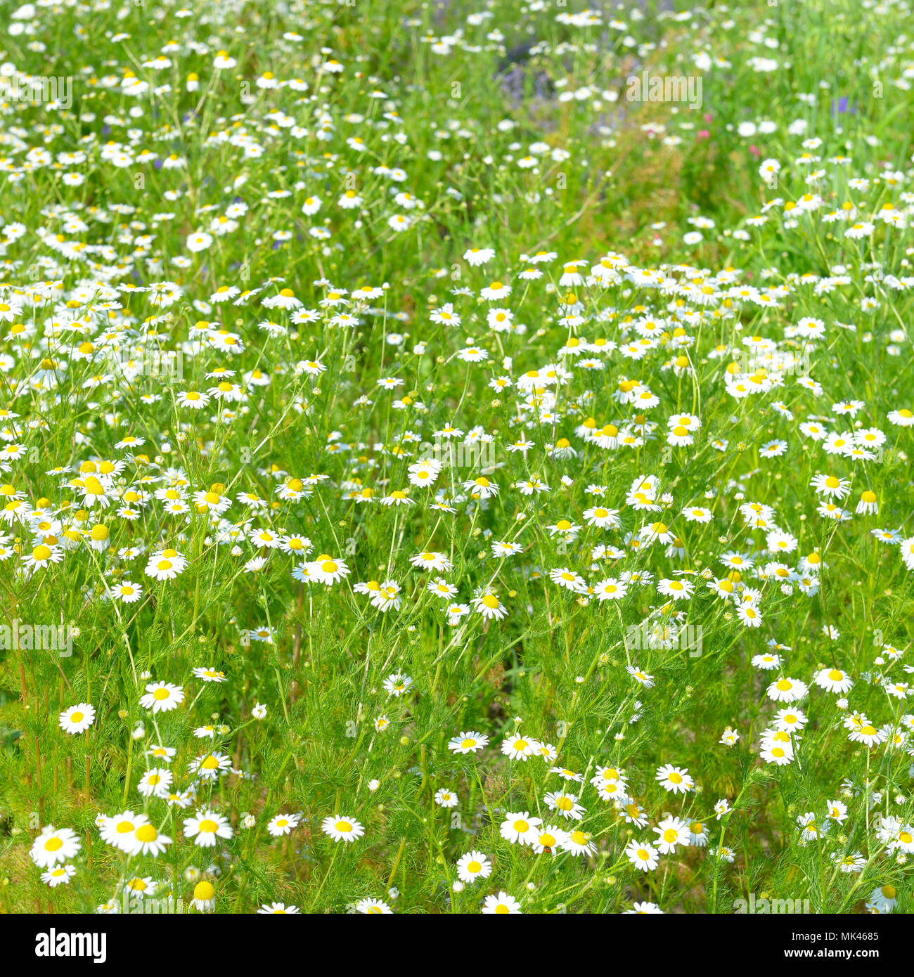 White daisy in spring meadow. Flowers background Stock Photo - Alamy