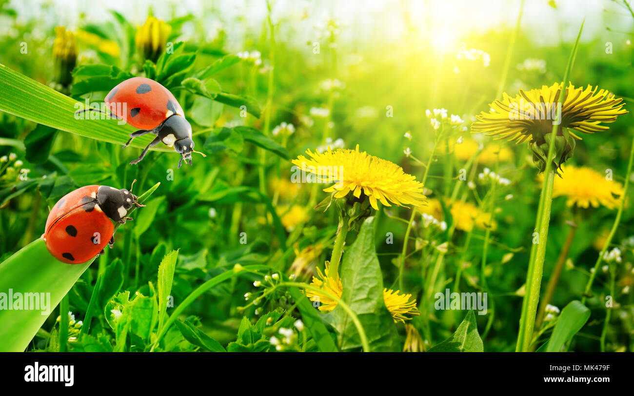 Ladybug And Flowers Background