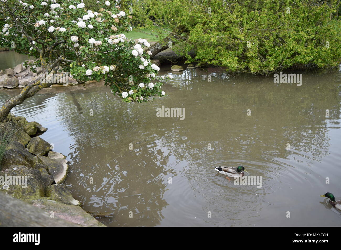 Birds living in water hi-res stock photography and images - Alamy