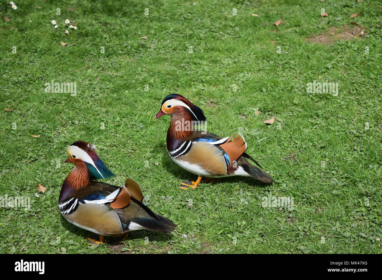 Two beautiful ducks Stock Photo - Alamy