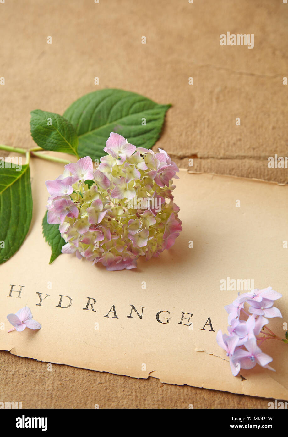 Stamped book cover hi-res stock photography and images - Alamy