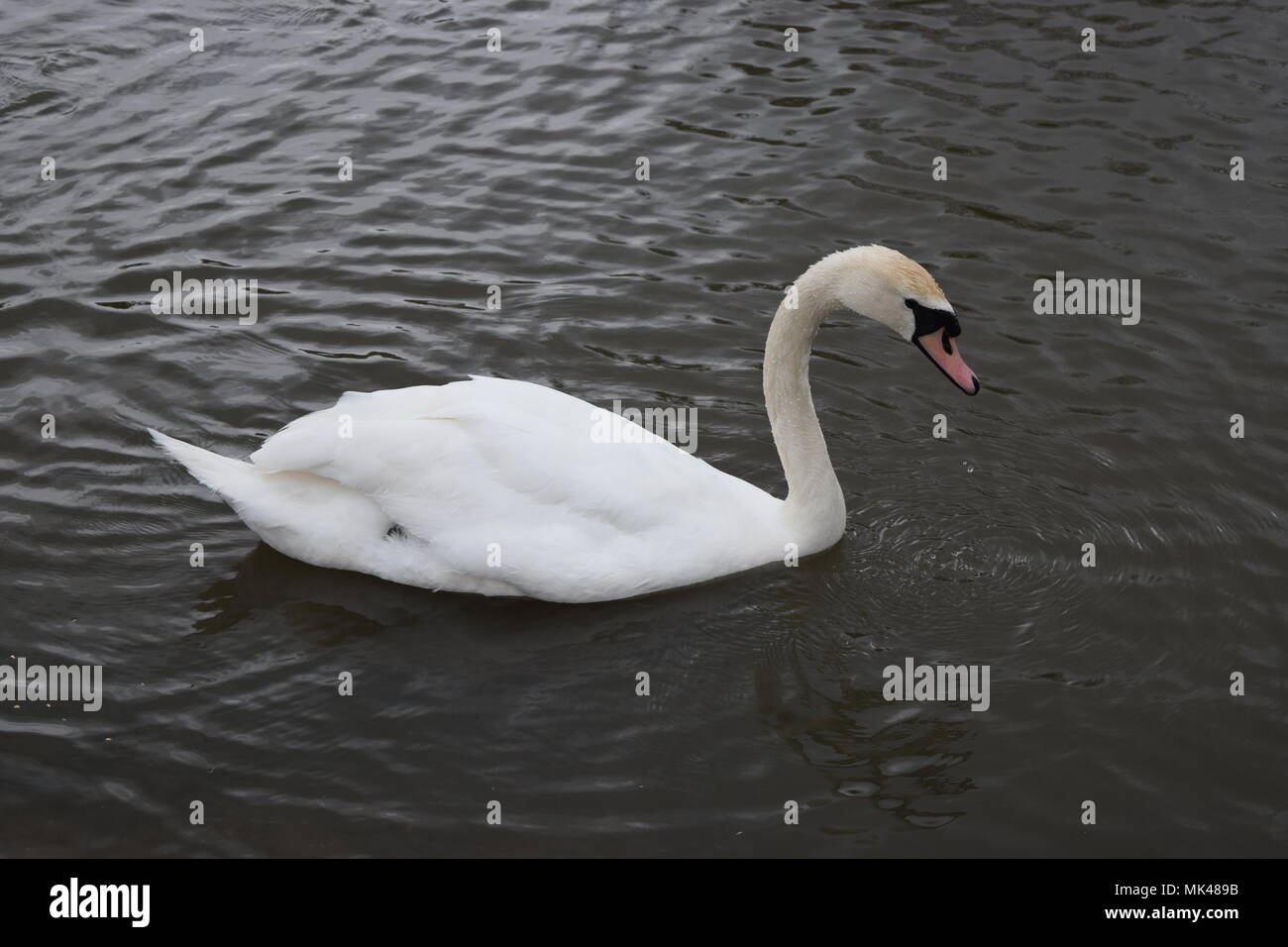 Strong swan hi-res stock photography and images - Alamy