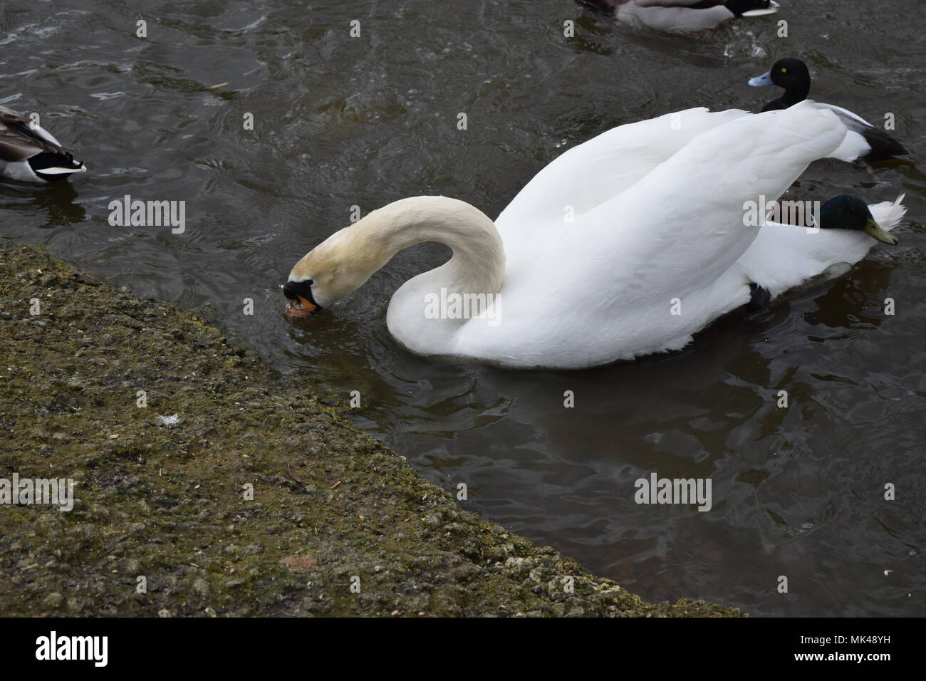 Dangerous swan hi-res stock photography and images - Alamy