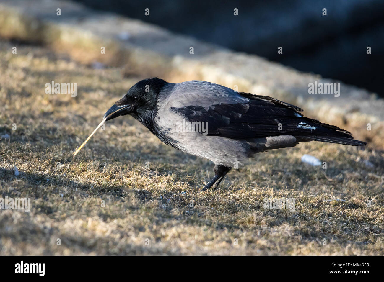 Hooded Crow in city center by Lake Lille Lungegaardsvannet. Bergen ...
