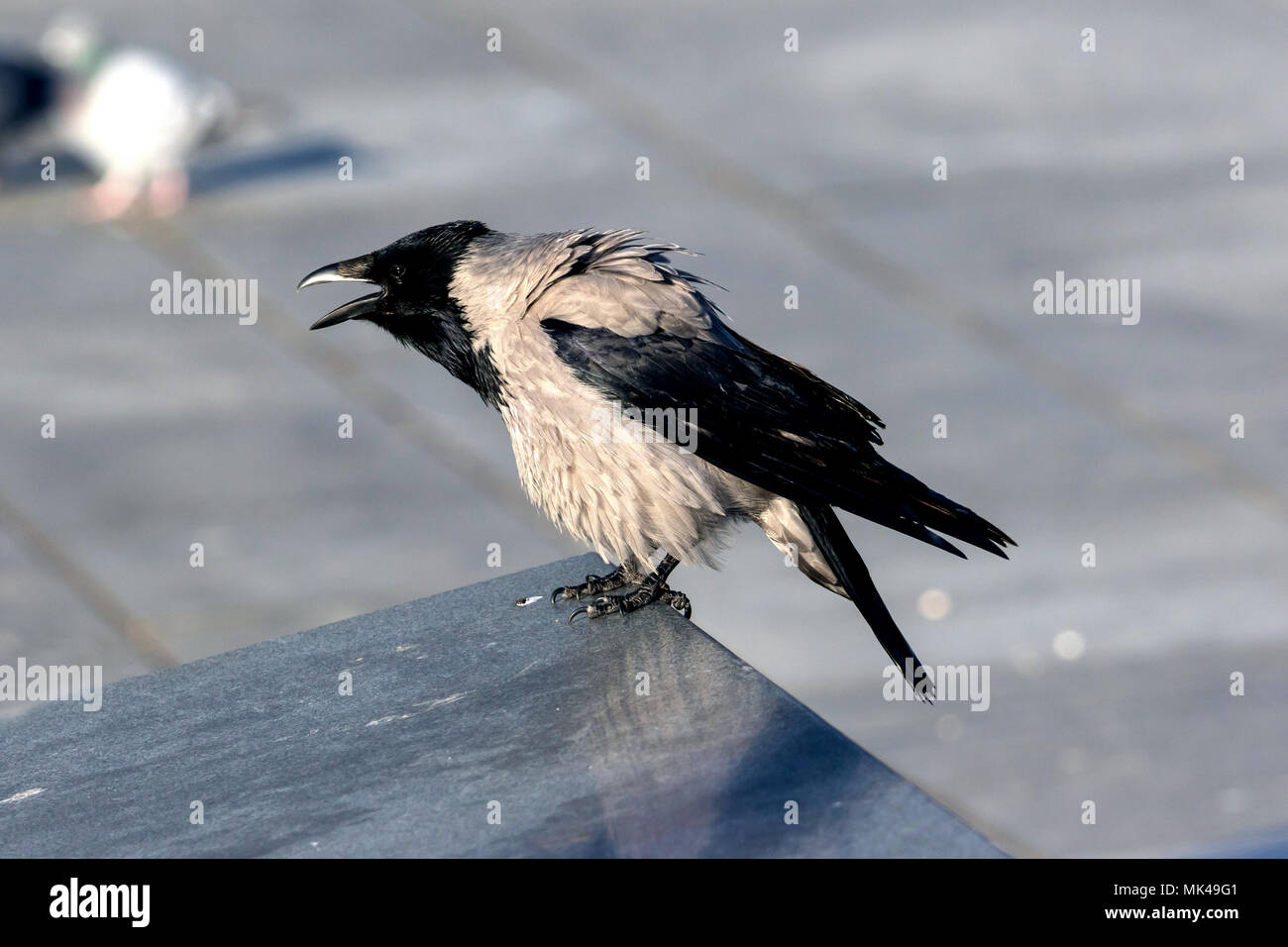 Crow corvus cornix norway hi-res stock photography and images - Alamy
