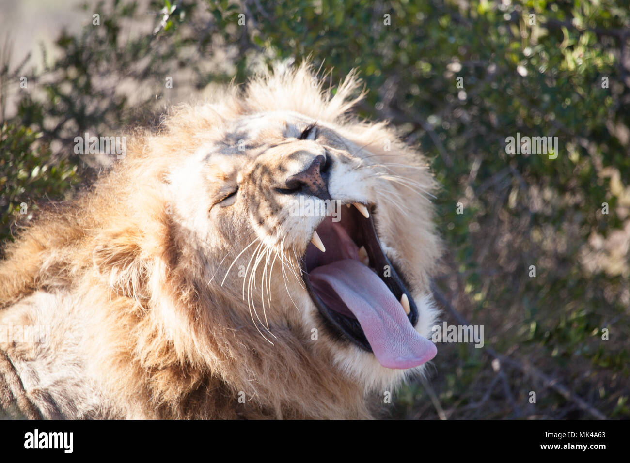Lions - The king of the jungle Stock Photo - Alamy