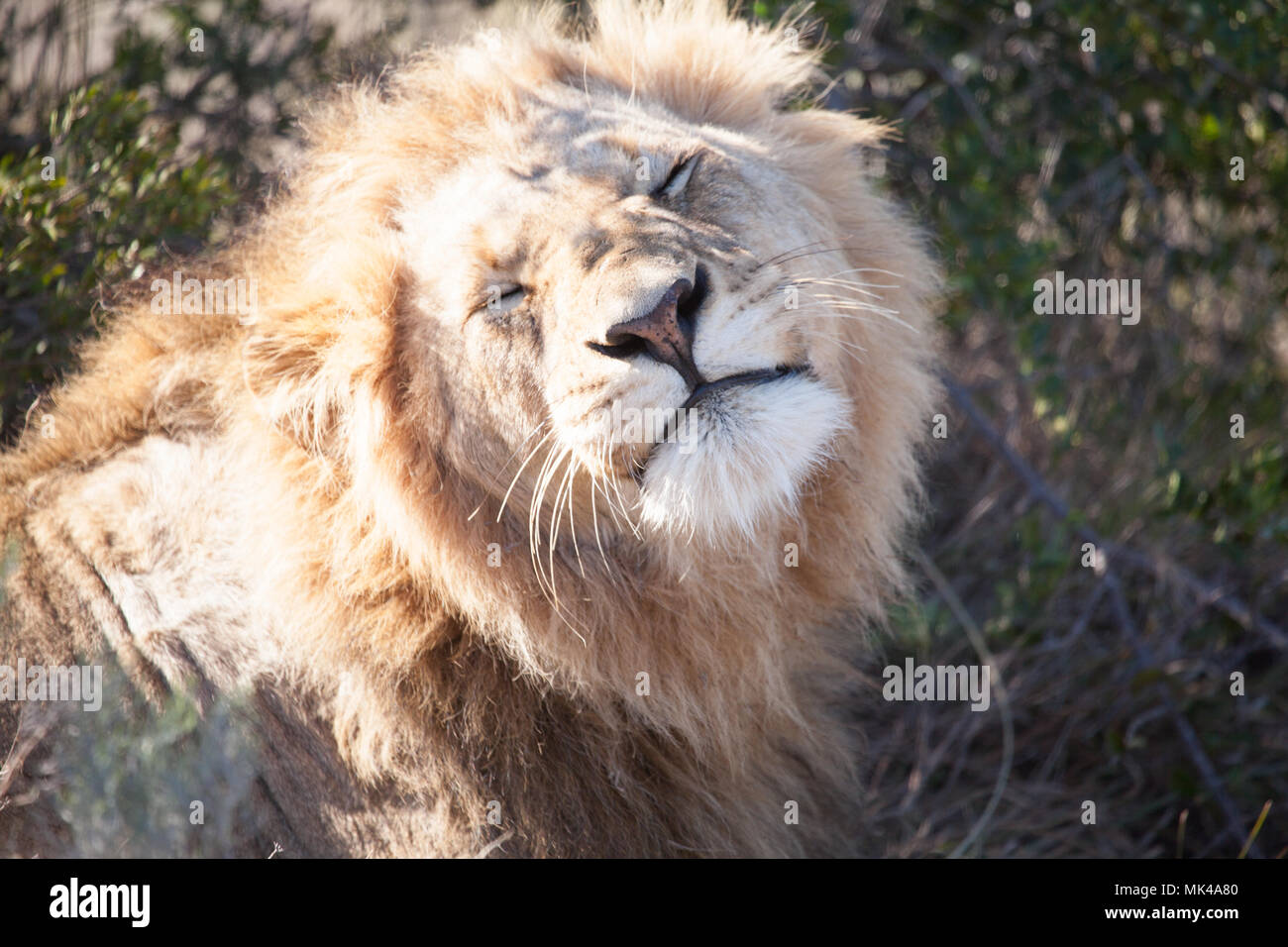 Lions - The king of the jungle Stock Photo - Alamy