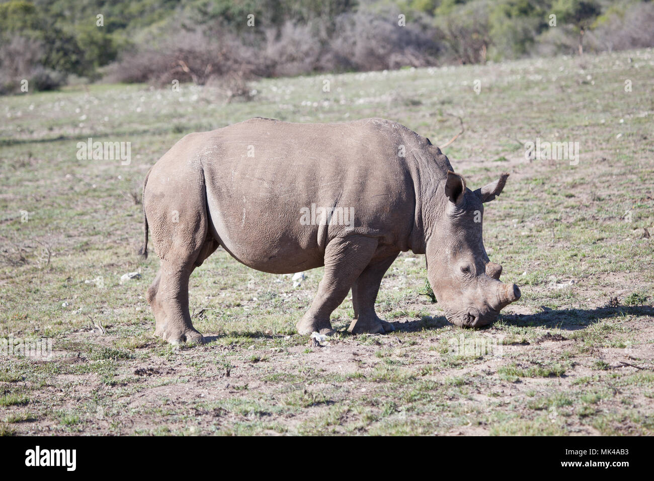 White Square-lipped Rhino Stock Photo - Alamy
