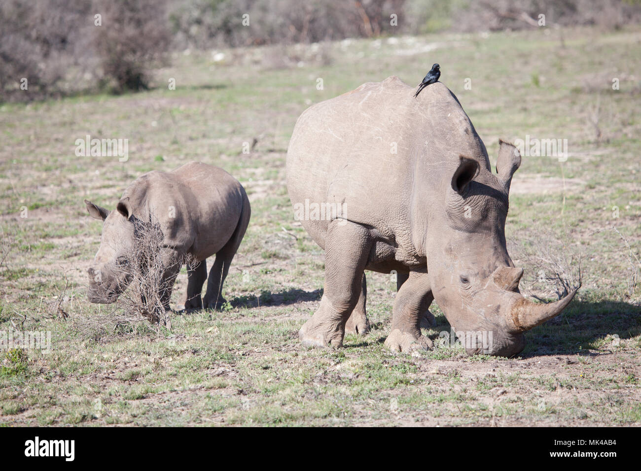 White Square-lipped Rhino Stock Photo - Alamy