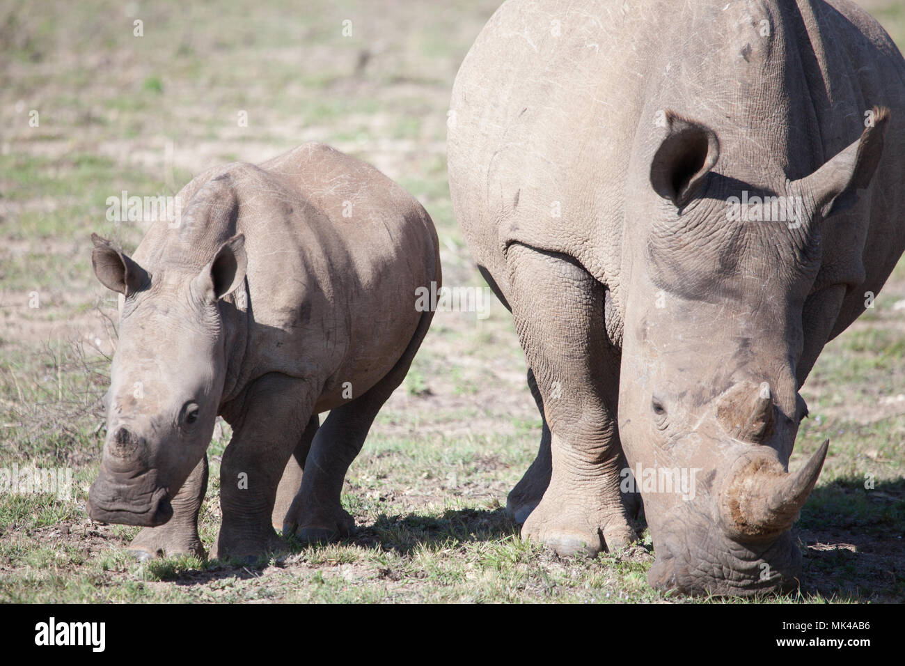 White Square-lipped Rhino Stock Photo - Alamy