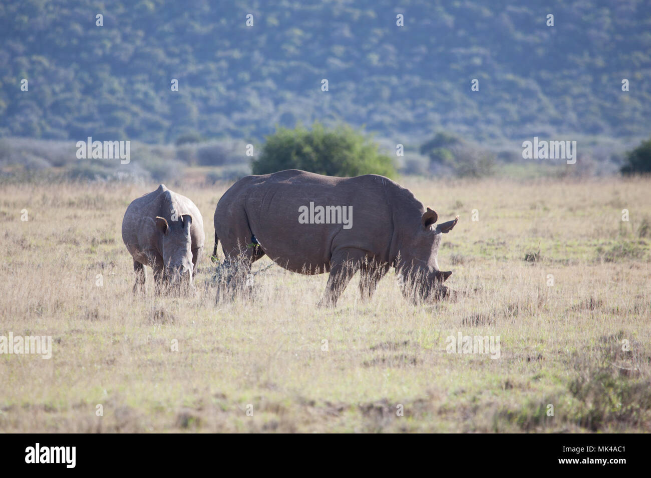 White Square-lipped Rhino Stock Photo - Alamy