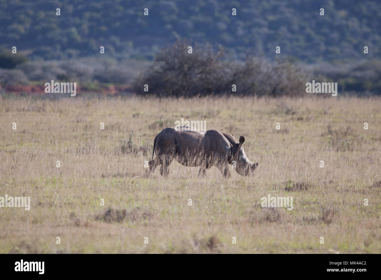 White Square-lipped Rhino Stock Photo - Alamy