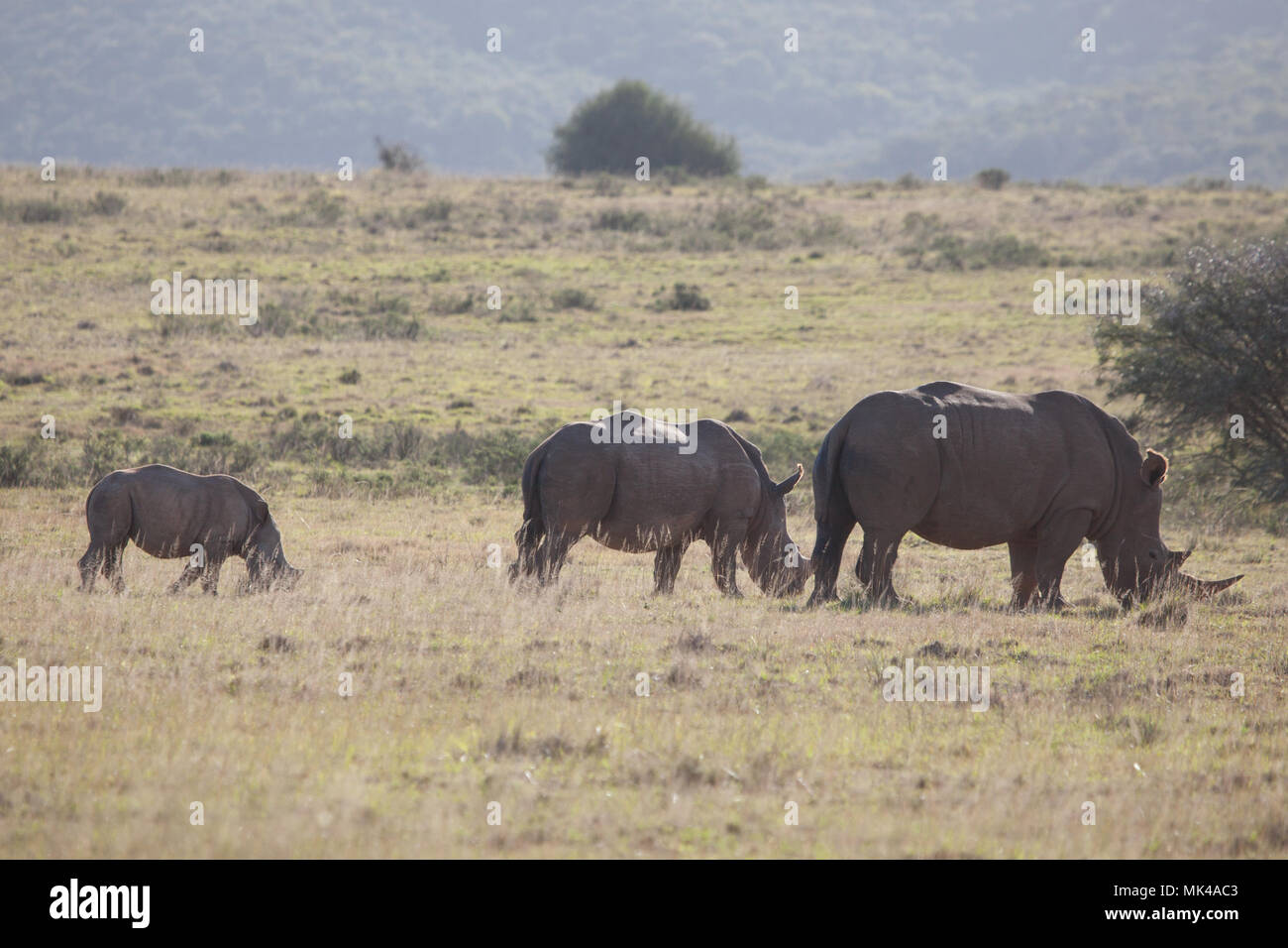 White Square-lipped Rhino Stock Photo - Alamy