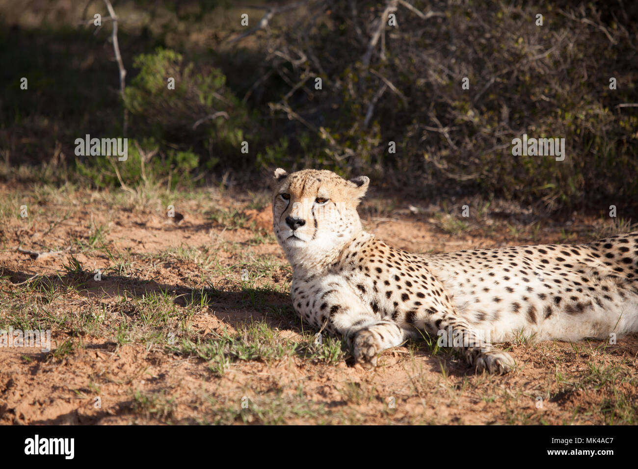 Sleek leopard hi-res stock photography and images - Alamy