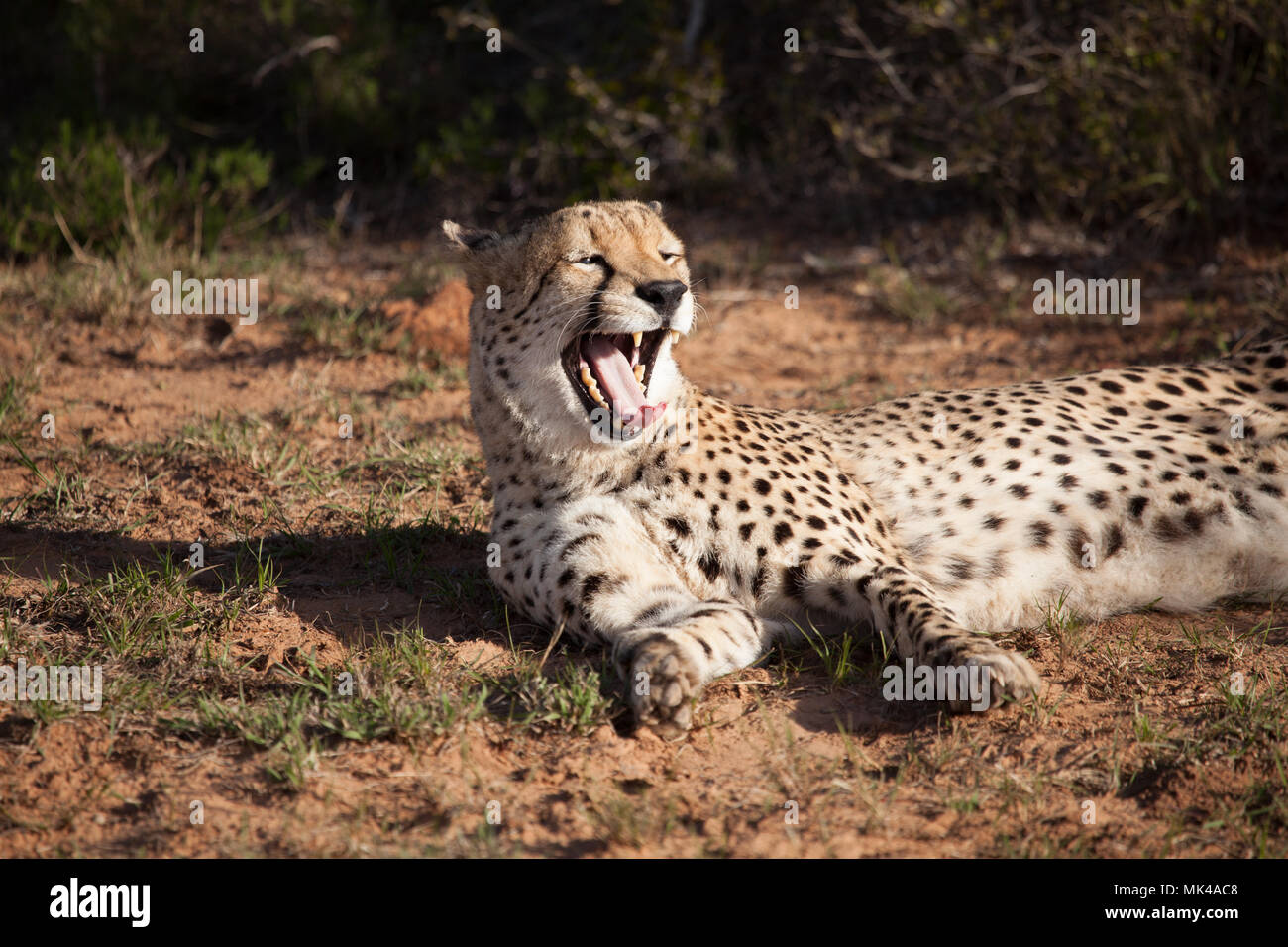 Sleek leopard hi-res stock photography and images - Alamy