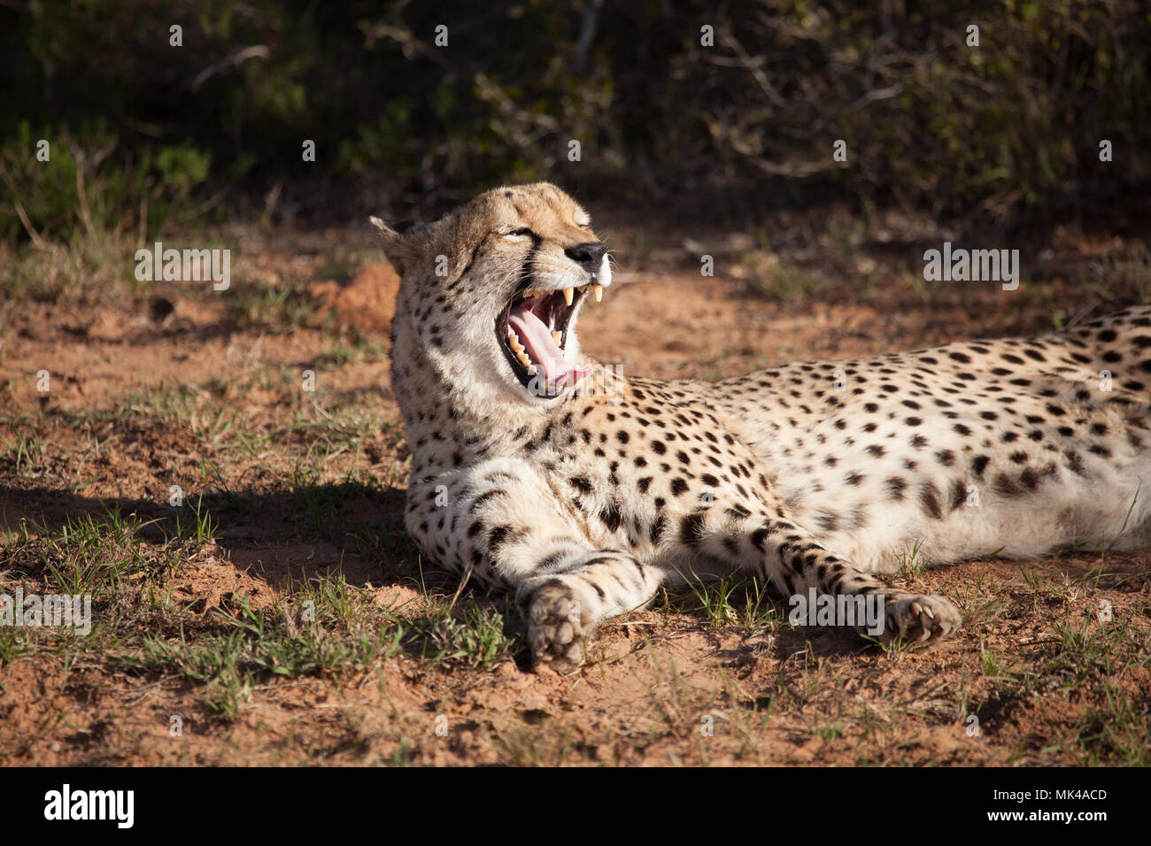 Sleek leopard hi-res stock photography and images - Alamy