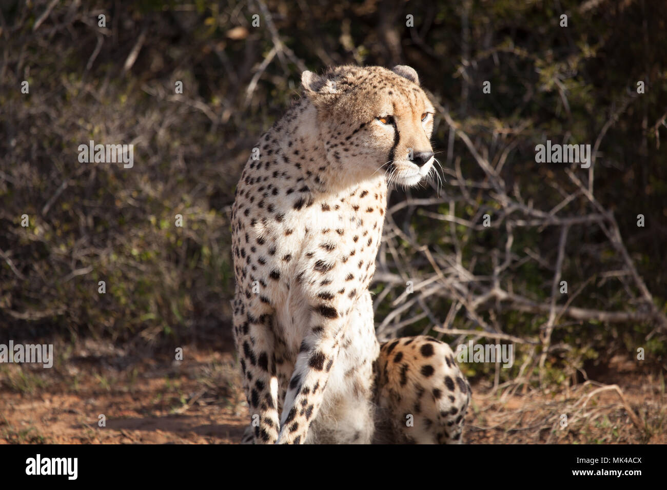 Leopards in the wild Stock Photo - Alamy