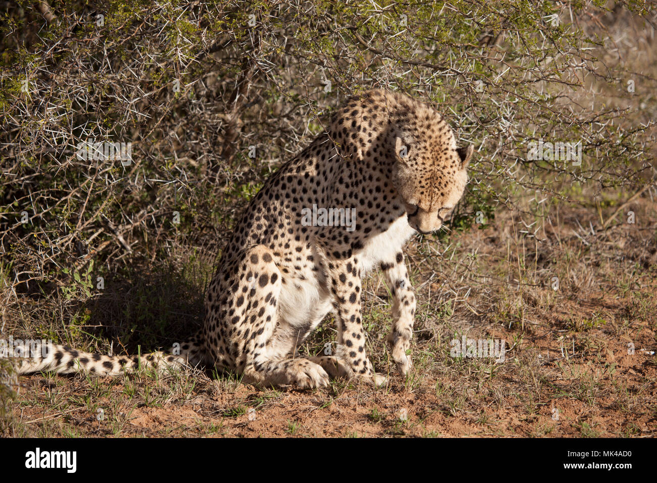 Luiperd hi-res stock photography and images - Alamy