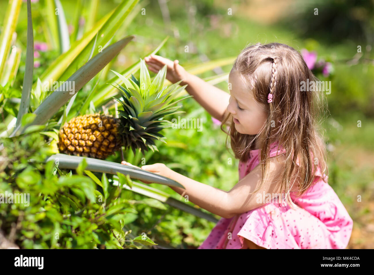 Child on pineapple fruit plantation. Little girl watching pineapples ...