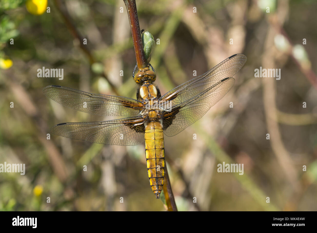 Yellow bodied insects hi-res stock photography and images - Alamy