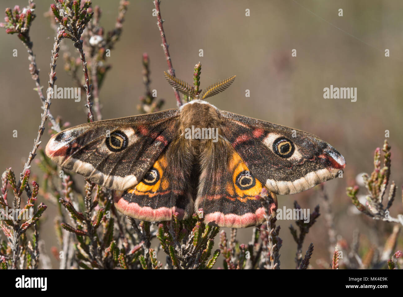 Saturniidae hi-res stock photography and images - Alamy