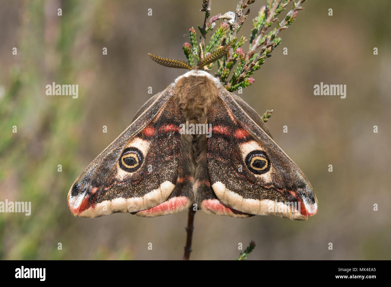 Emperor moth antennae hi-res stock photography and images - Alamy