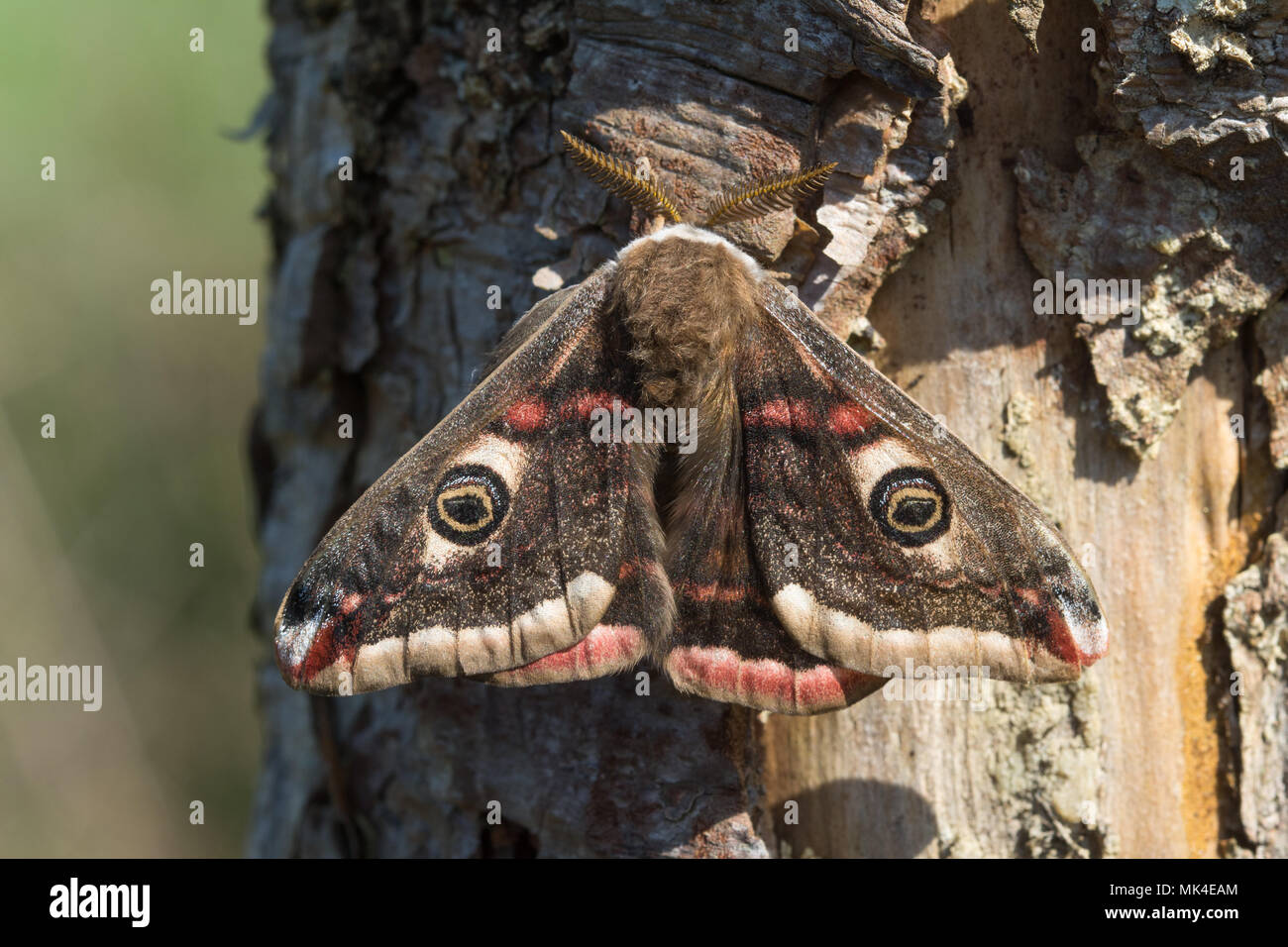 Male emperor moth (Saturnia pavonia) in heathland habitat, Surrey, UK ...