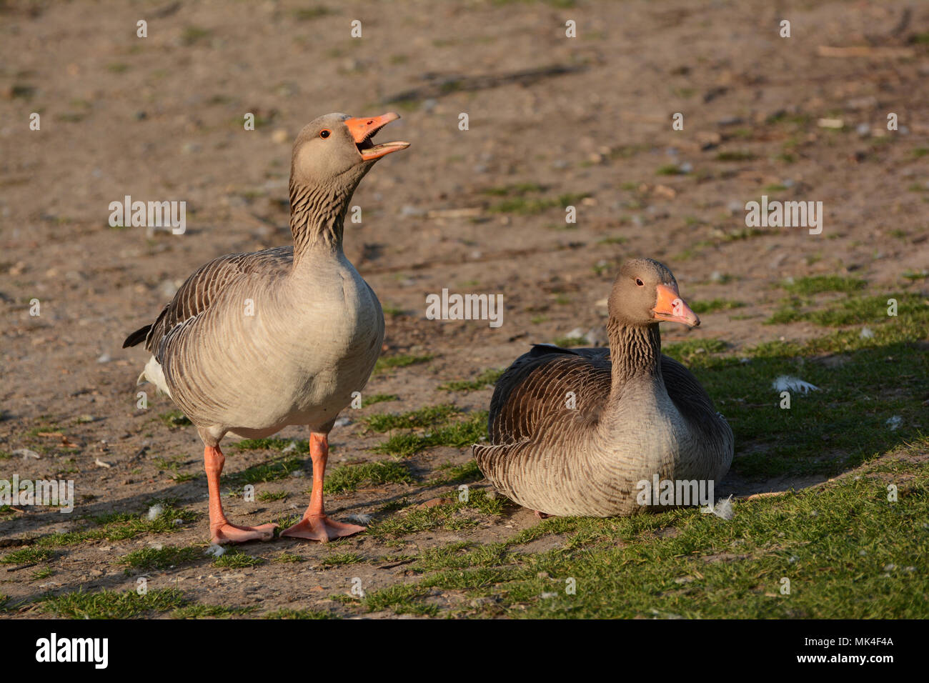 British geese hi-res stock photography and images - Alamy