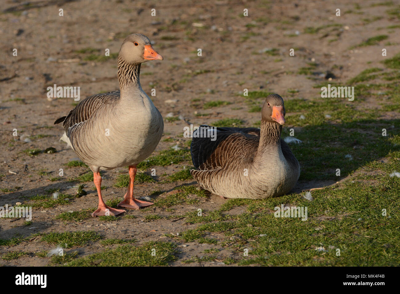 British geese hi-res stock photography and images - Alamy
