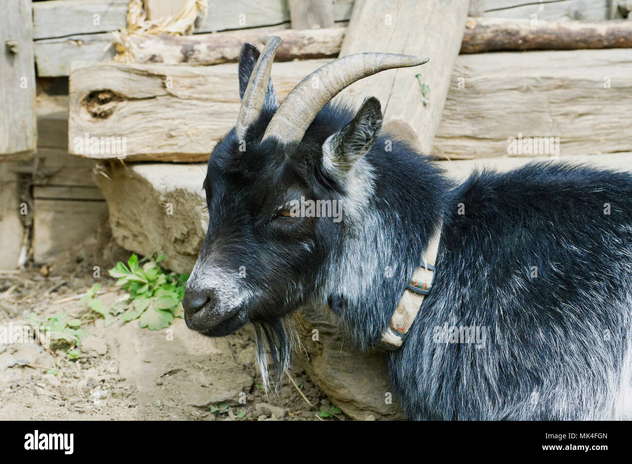 Portrait of black goat in a old village Stock Photo - Alamy