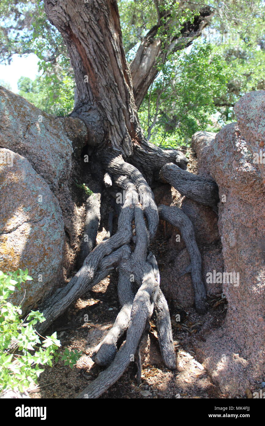 Twisted Roots in Stone Stock Photo - Alamy