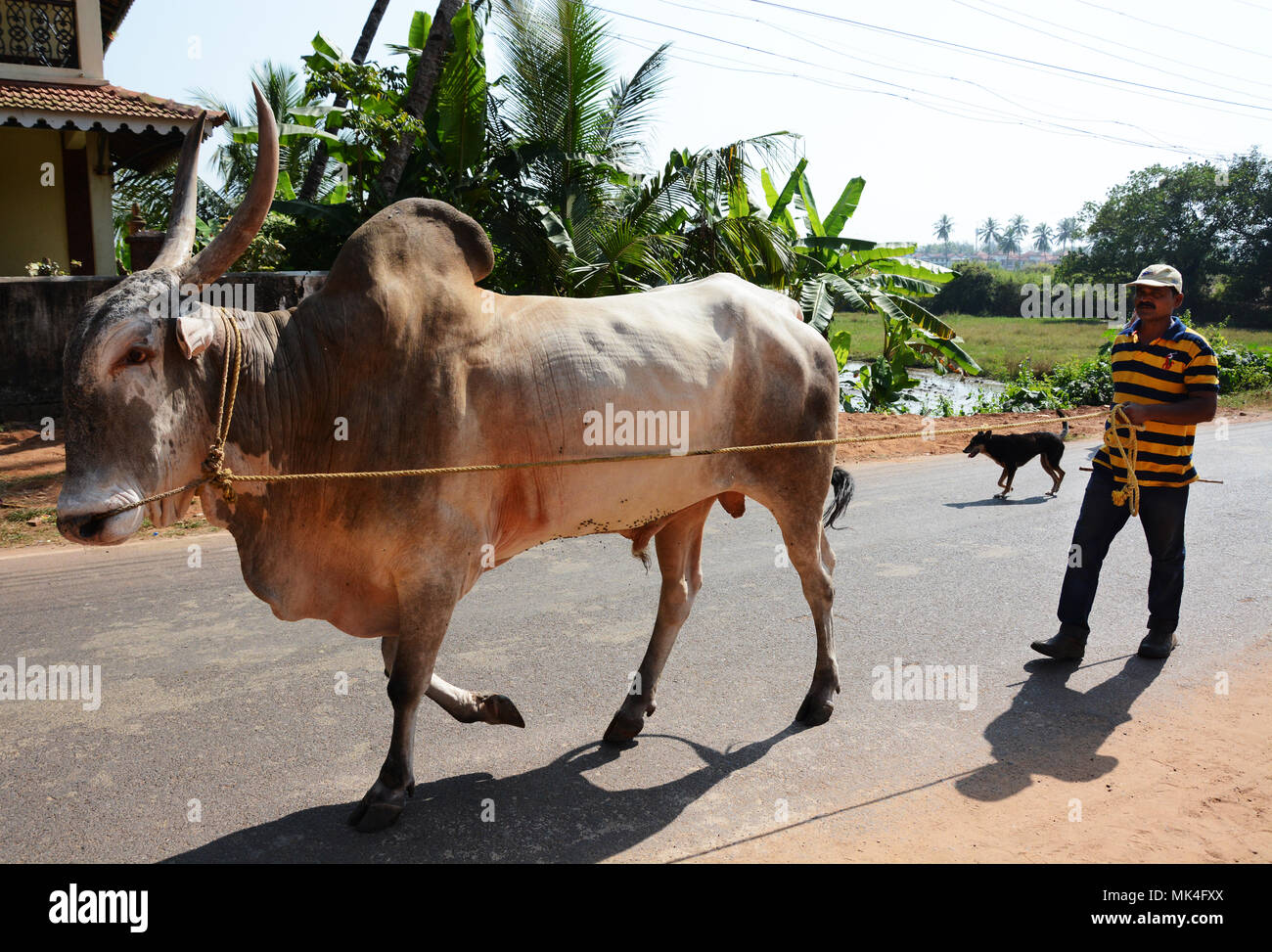 A handler driving his fighting bull through the street in Goa, India ...