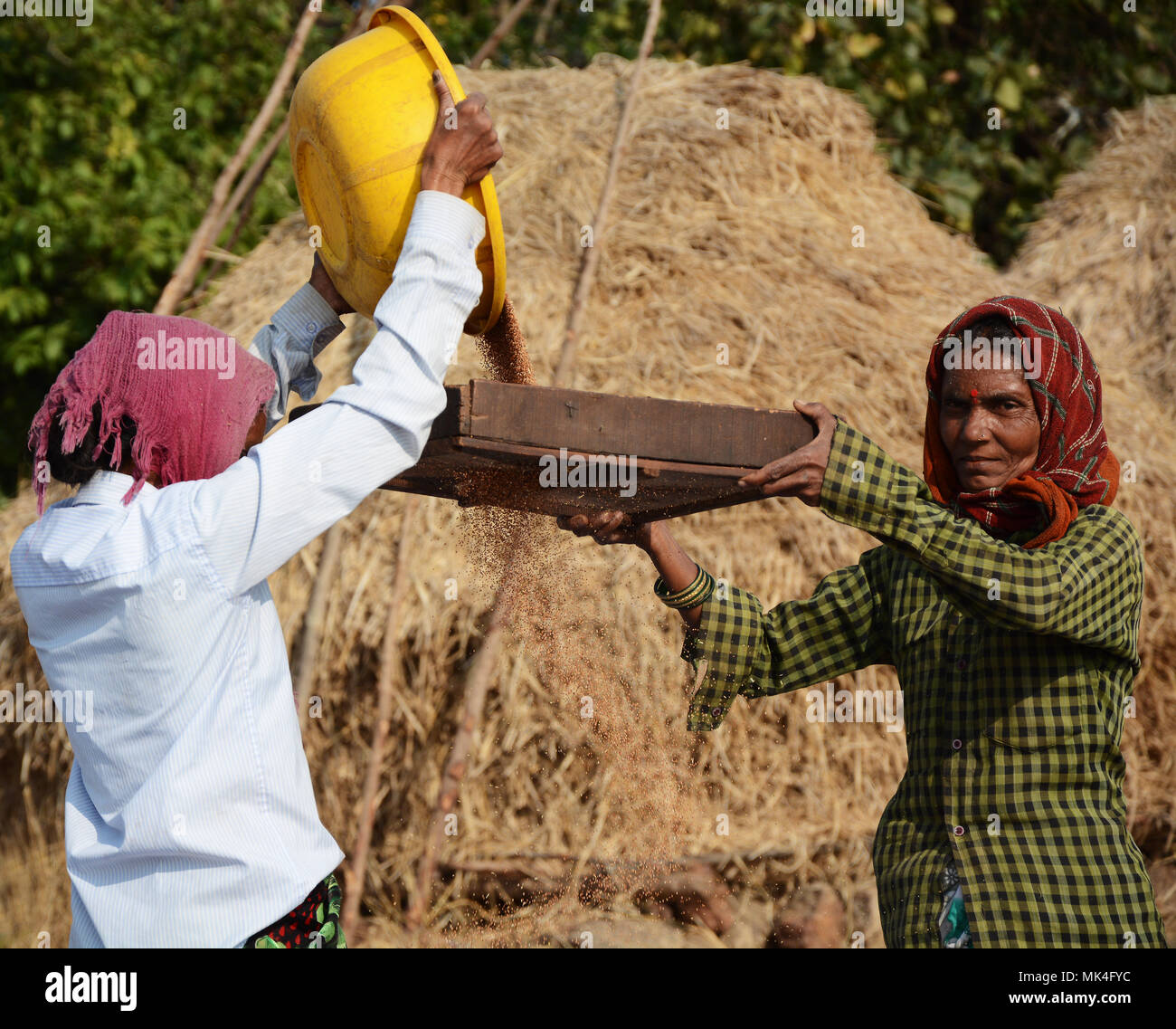 Indian women working in the fields hi-res stock photography and images ...