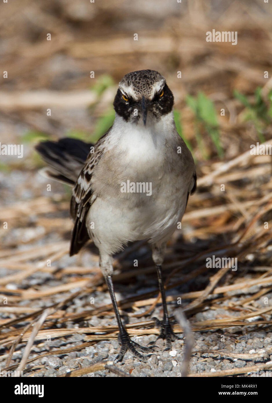 Galapagos Mockingbird (Mimus parvulus) standing on the ground, Genovesa ...