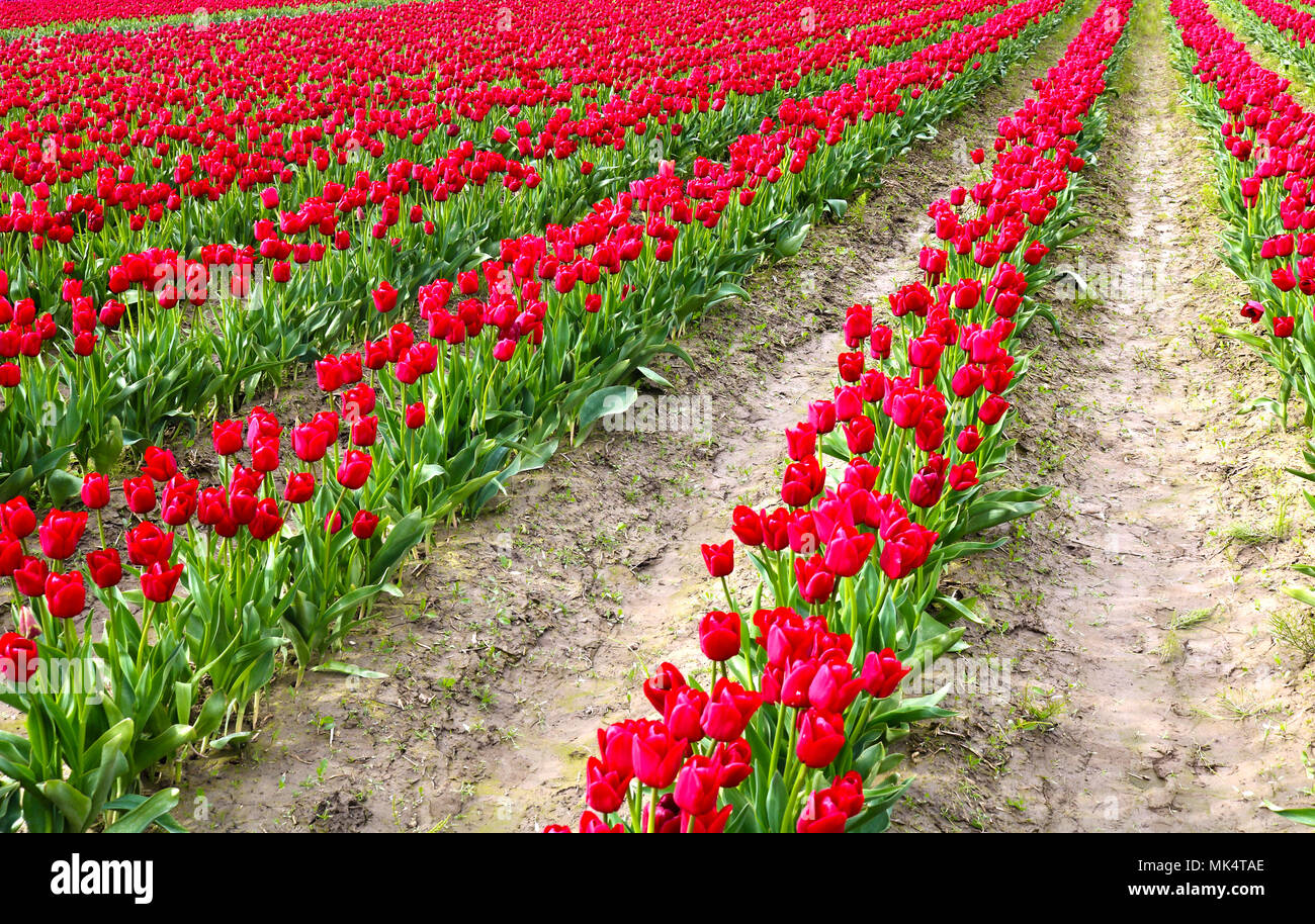 Field of tulps hi-res stock photography and images - Alamy