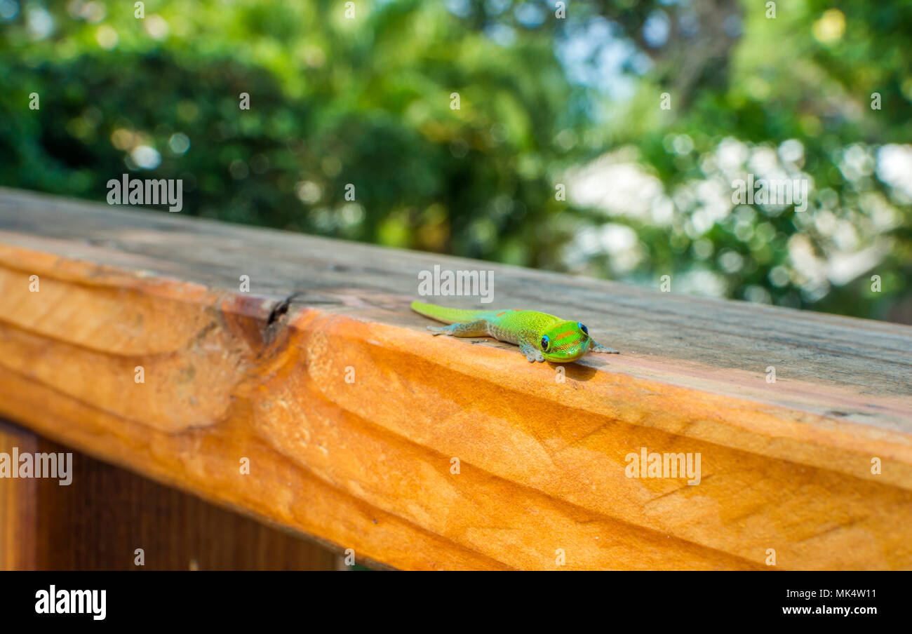 A vibrant green Hawaiian gold dust day gecko smiling and staring at the ...