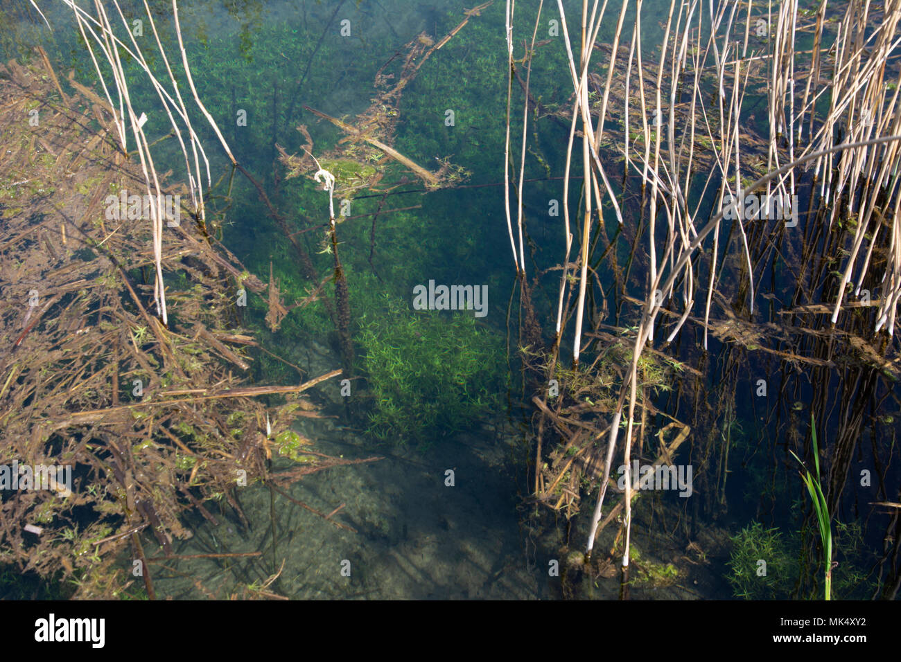 Water reeds growing plants hi-res stock photography and images - Alamy