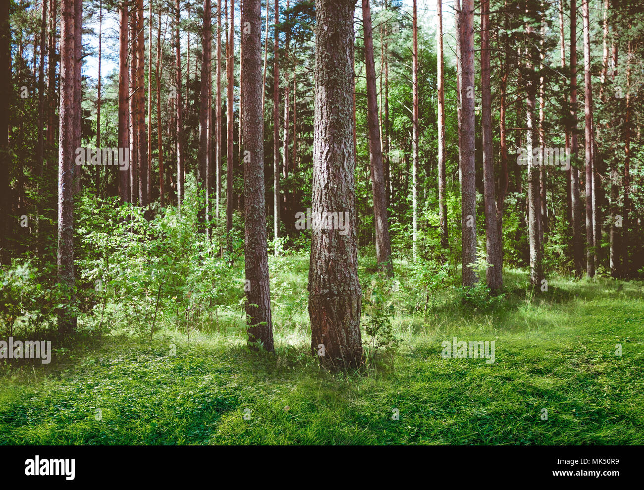Background grass and trees hi-res stock photography and images - Alamy