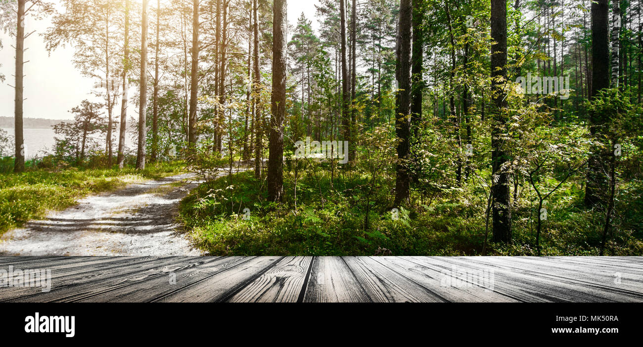 Forest. Ecology summer green Stock Photo - Alamy
