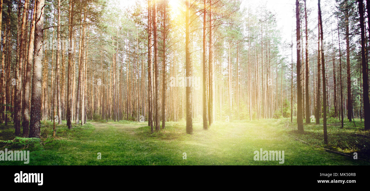 Forest nature sun light morning Stock Photo - Alamy