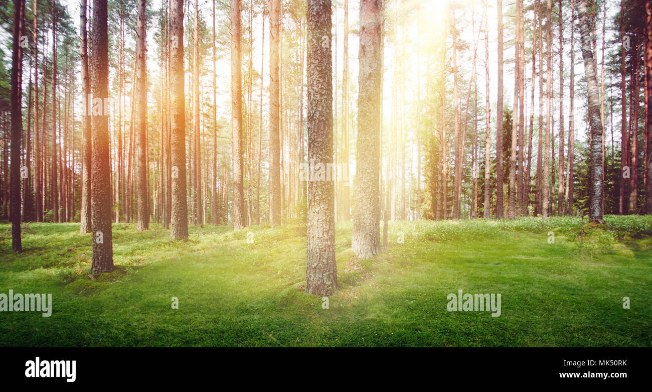 Sun and nature outdoor light hi-res stock photography and images - Alamy