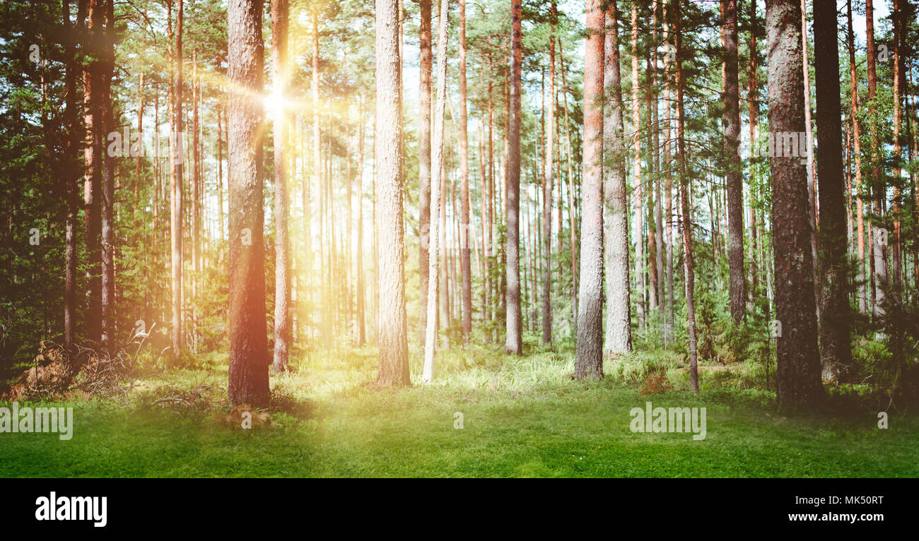 Forest sun light landscape morning Stock Photo - Alamy